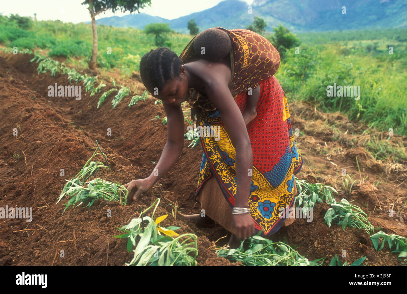Plant potatoes africa hi-res stock photography and images - Alamy