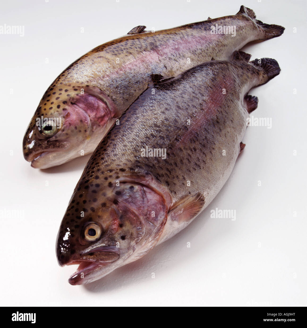 Two freshwater rainbow trout on a white background Stock Photo - Alamy