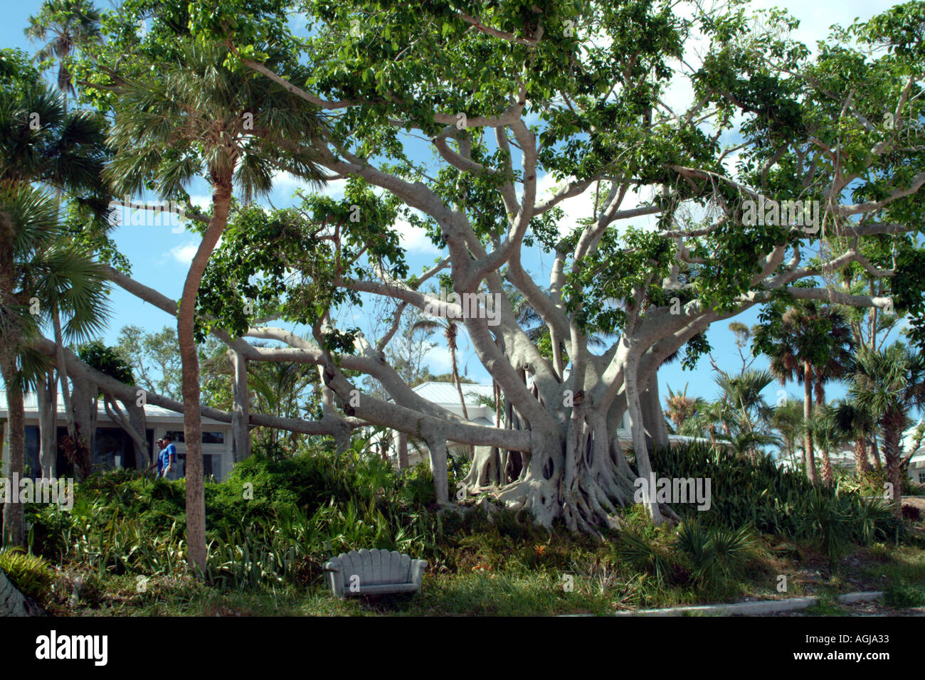 Useppa Key on Pine Island Sound SW Florida fl USA Banyan Tree Stock ...