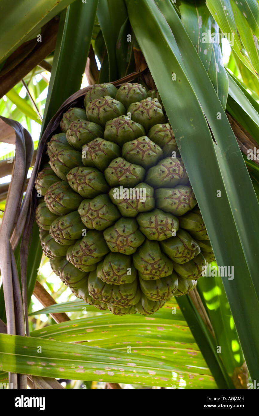 Segmented body hi-res stock photography and images - Alamy