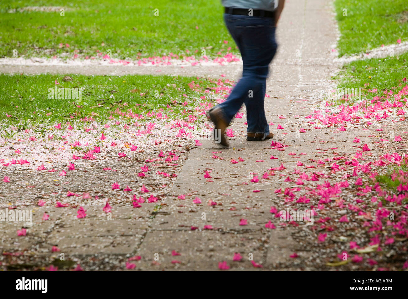 Walking along a flower strewn path from spring blossom fall, Keele ...