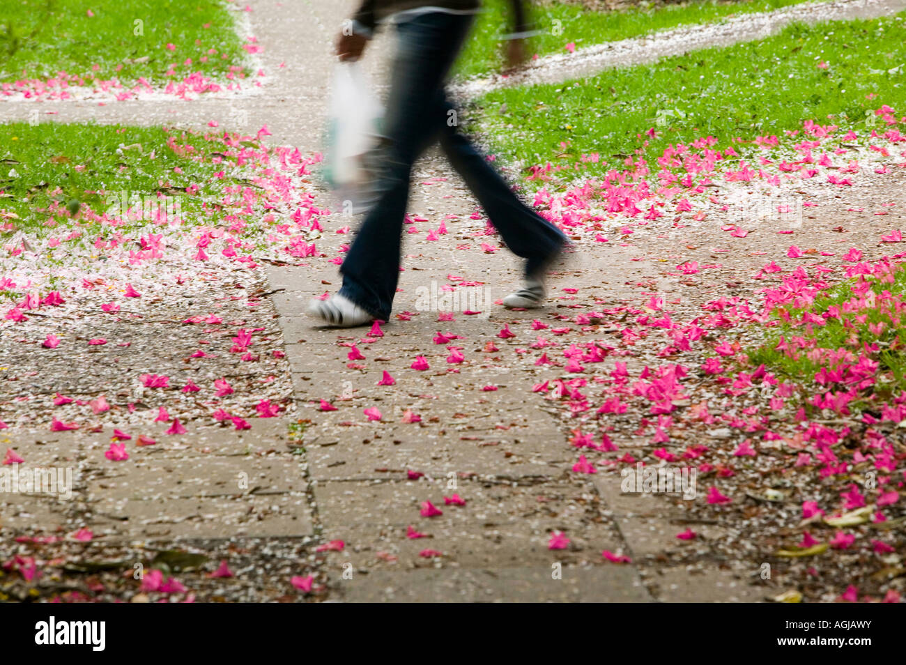 Blossom strewn carpet hi-res stock photography and images - Alamy