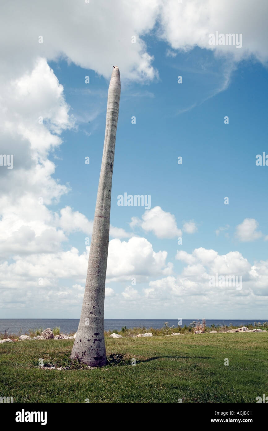 Dead palm tree without leaves against blue and cloudy sky and the sea ...