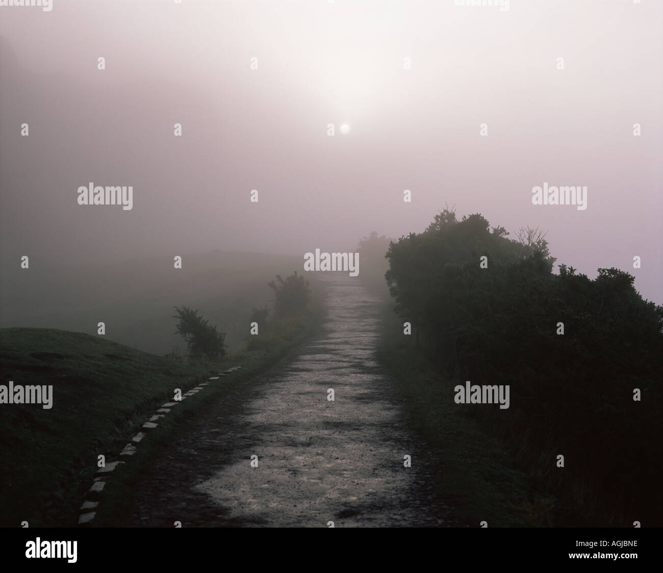 Fog path hedge hi-res stock photography and images - Alamy