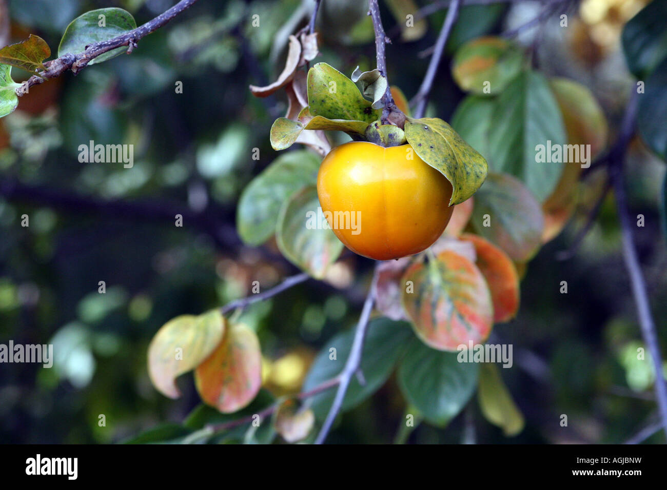 Persimmon fruit and tree, northern California Stock Photo - Alamy