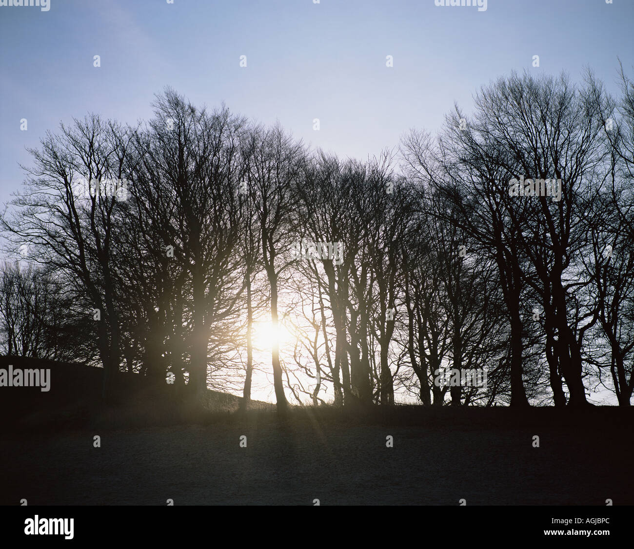 Silhouette of trees dolphinton scotland Stock Photo - Alamy