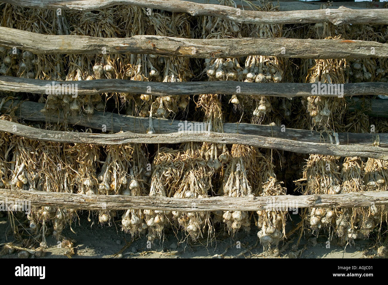 DRYING GARLIC IN BARN BRITTANY FRANCE Stock Photo - Alamy