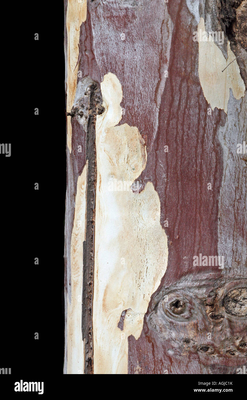 Sycamore Maple tree Stock Photo - Alamy