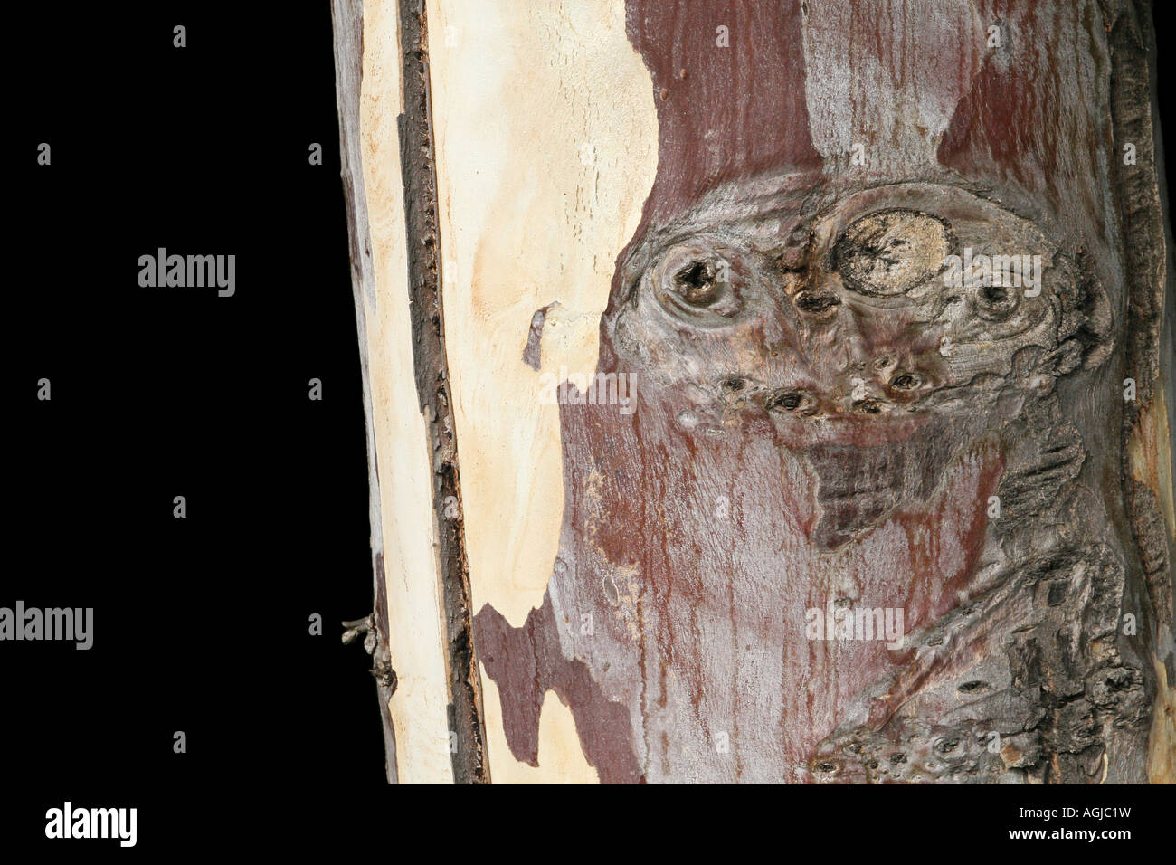 Sycamore Maple tree Stock Photo - Alamy