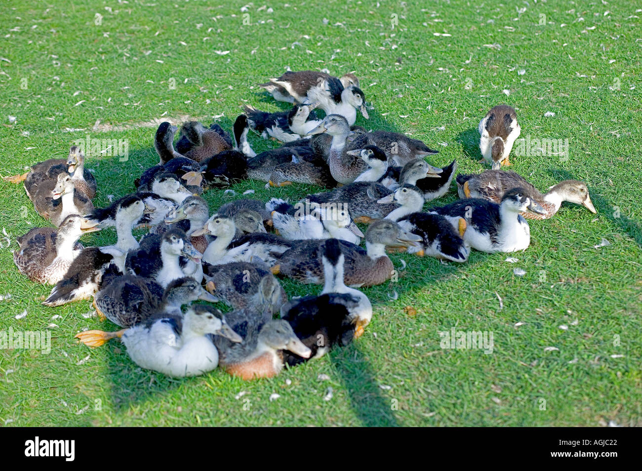 Group of ducks hi-res stock photography and images - Alamy