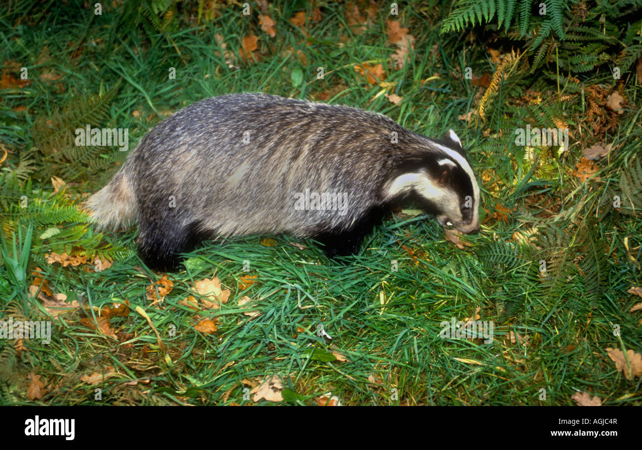 Badger hunting hi-res stock photography and images - Alamy