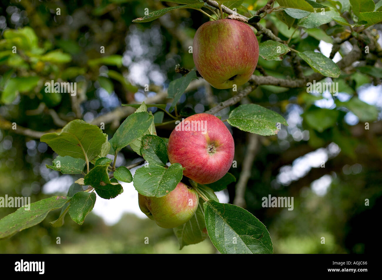 Royal Gala Apple Tree High Resolution Stock Photography and Images - Alamy