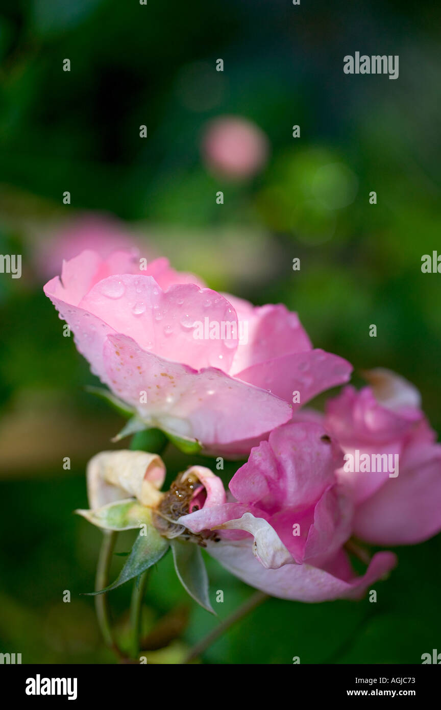 PINK ROSE FLOWER WITH WATER DROPS BRITTANY FRANCE Stock Photo - Alamy