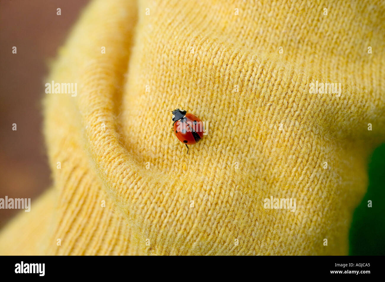 Wool beetle hi-res stock photography and images - Alamy