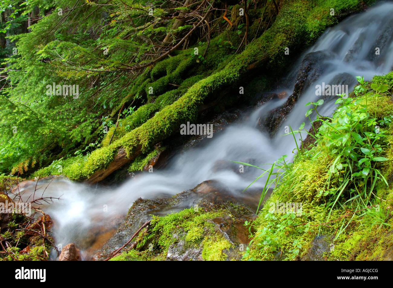 Stream in the Forest on the Wonderland trail in the northwest part of ...