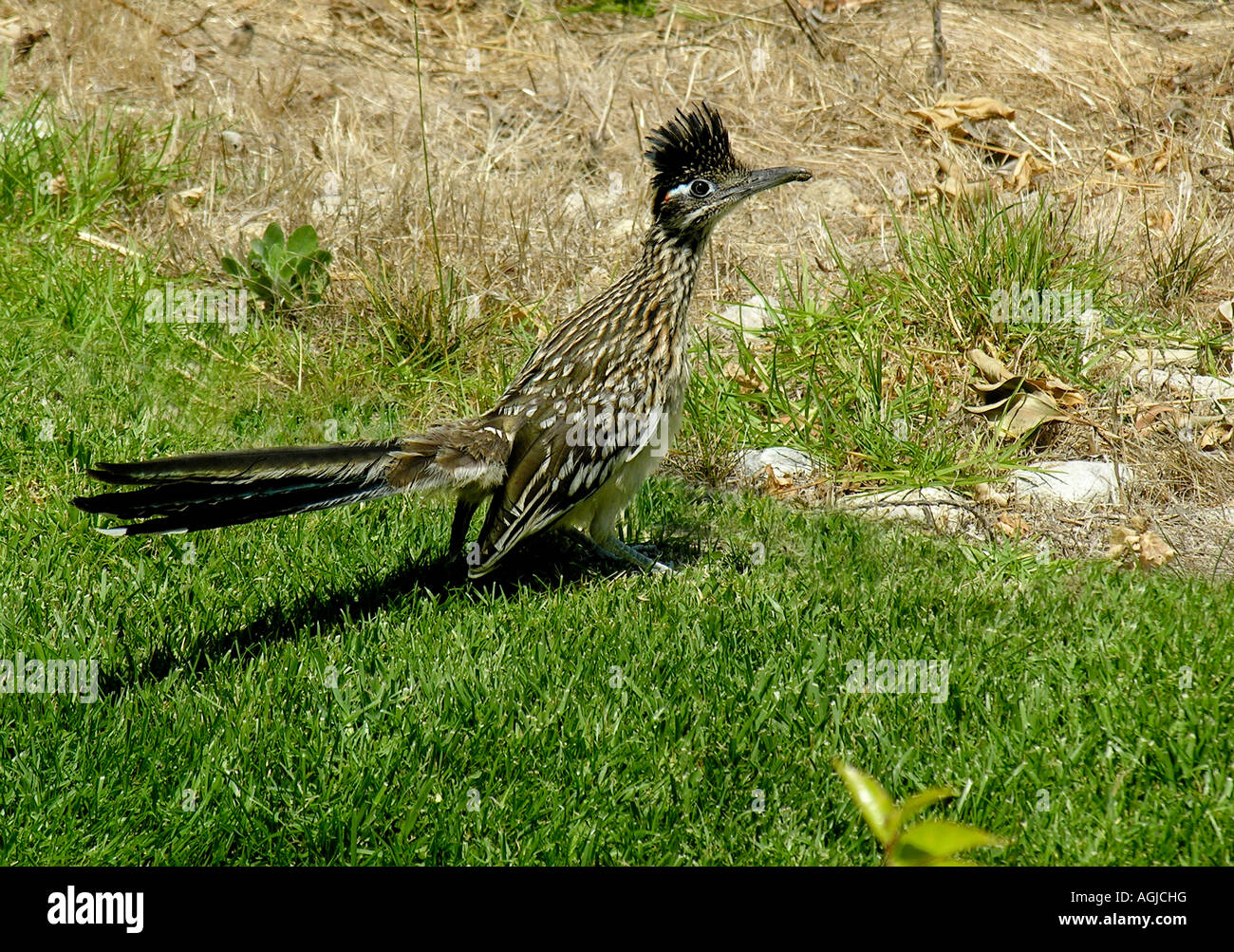 A greater roadrunner with crown feathers extended Stock Photo - Alamy