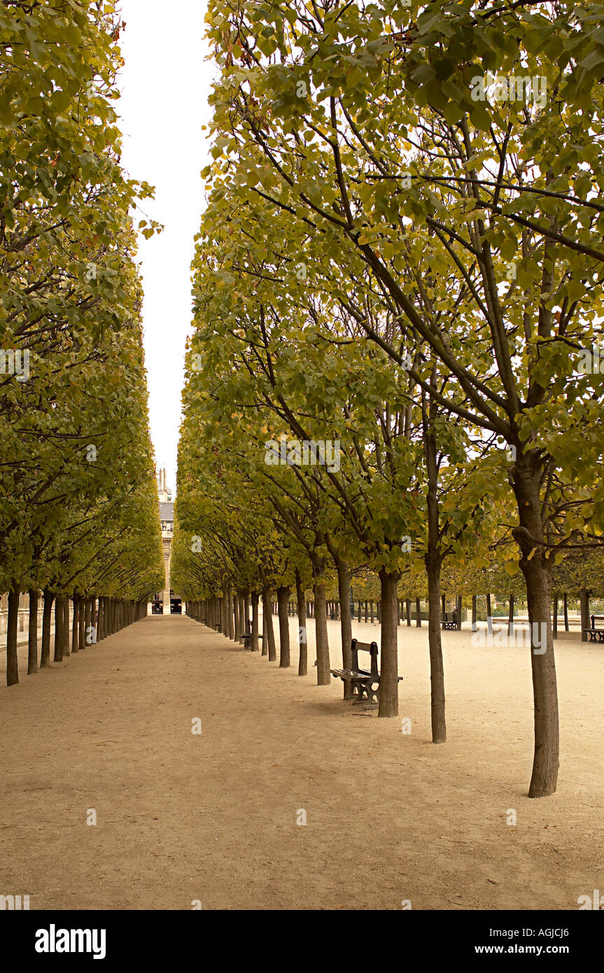 Row of trees paris hi-res stock photography and images - Alamy