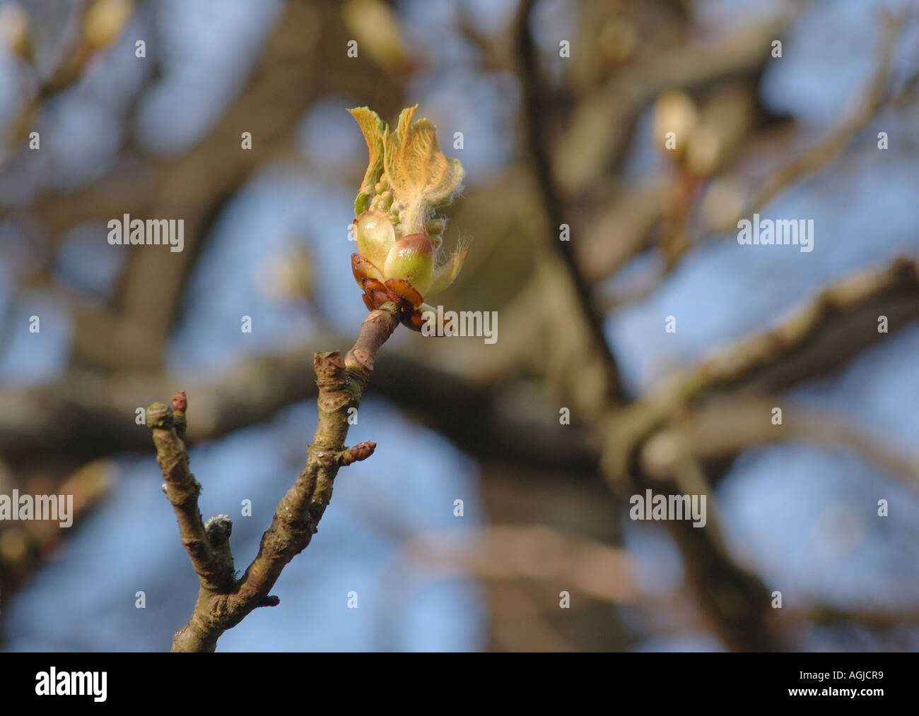 Bud of the horse chestnut Aesculus hippocastanum bursting open to ...