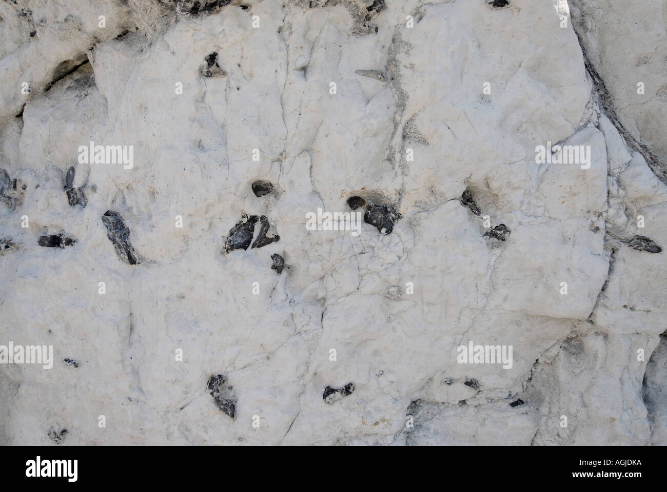 Flint nodules in the chalk cliffs at Cuckmere Haven exposed by action ...