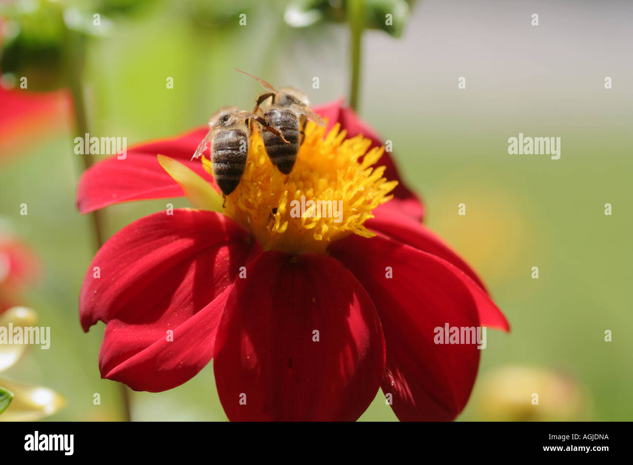 Cuddling bees hi-res stock photography and images - Alamy