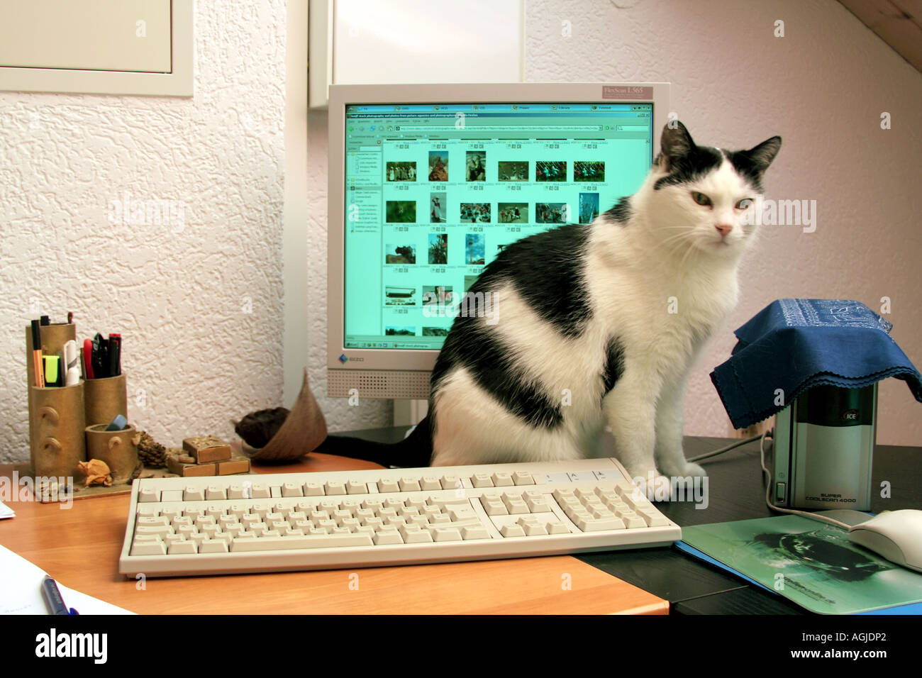 Senior domestic Tomcat sitting on the desk blocking view to Alamy ...
