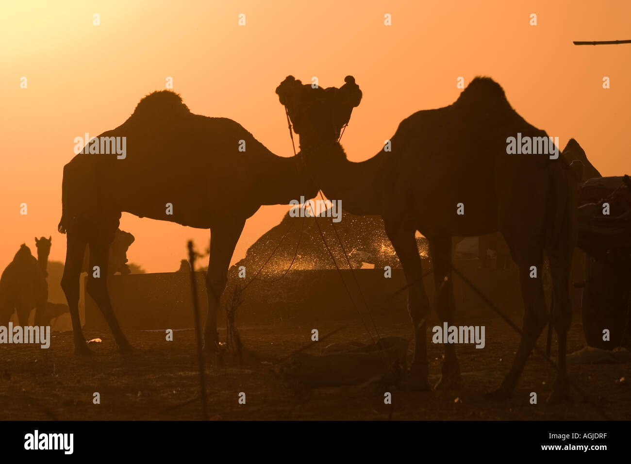 india camel fair during the pushkar mela in rajasthan Stock Photo - Alamy