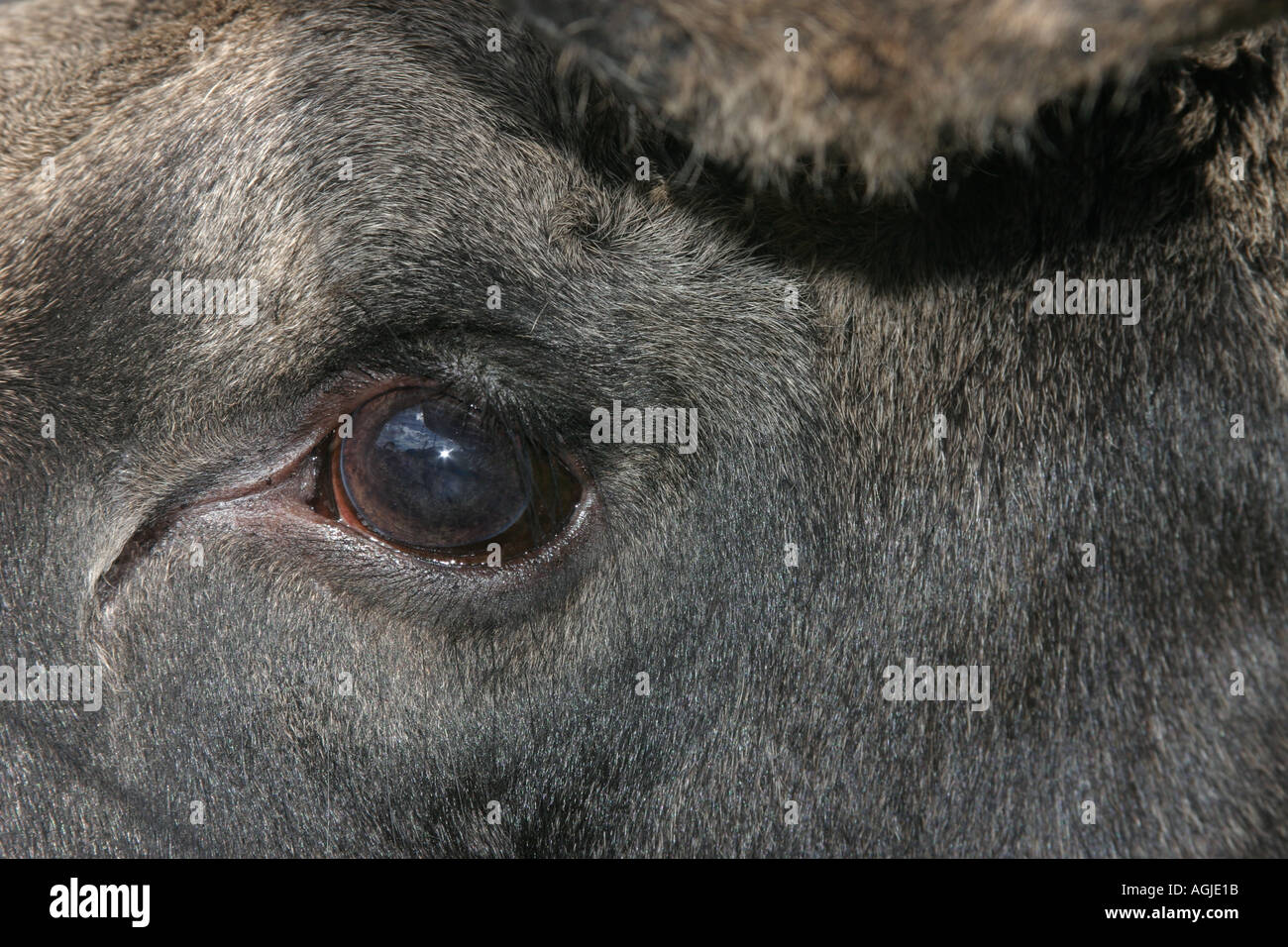 eye of a moose alces alces in the Alaska Wildlife Conservation Center ...