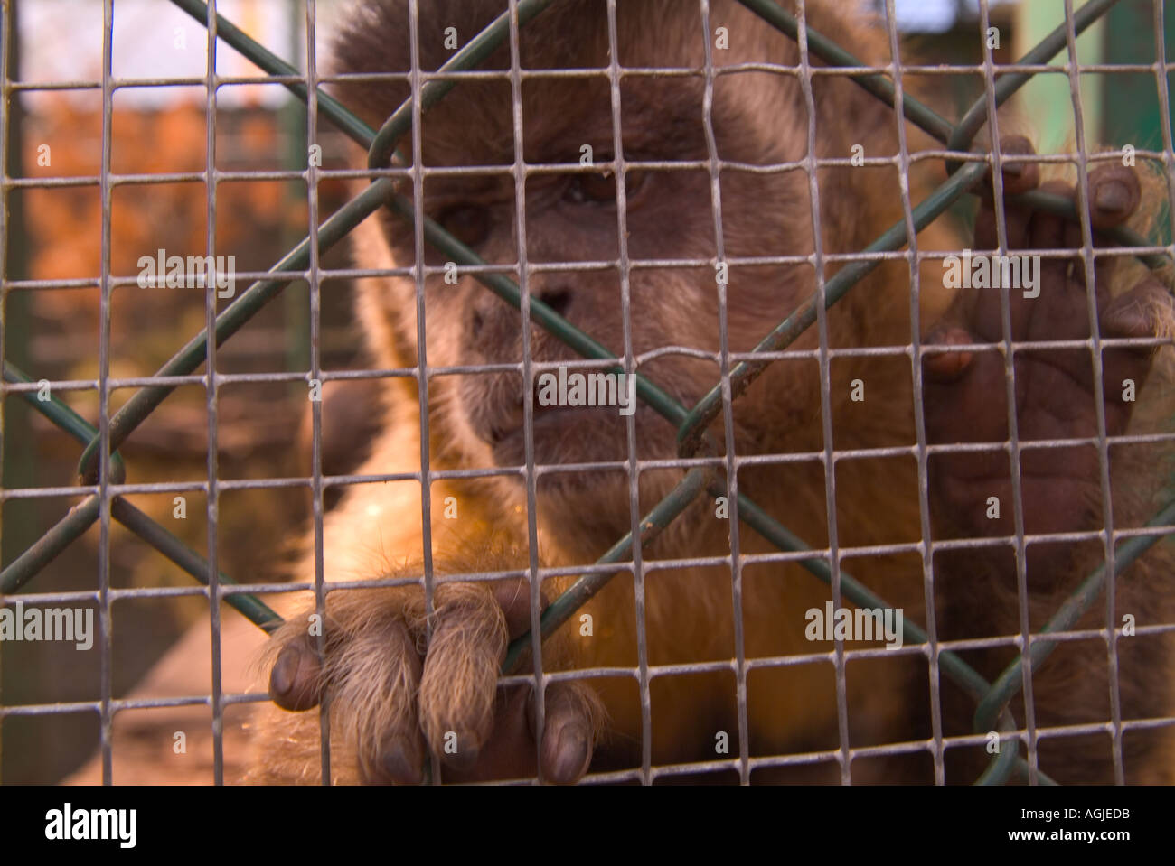 monkey in a zoo Stock Photo - Alamy