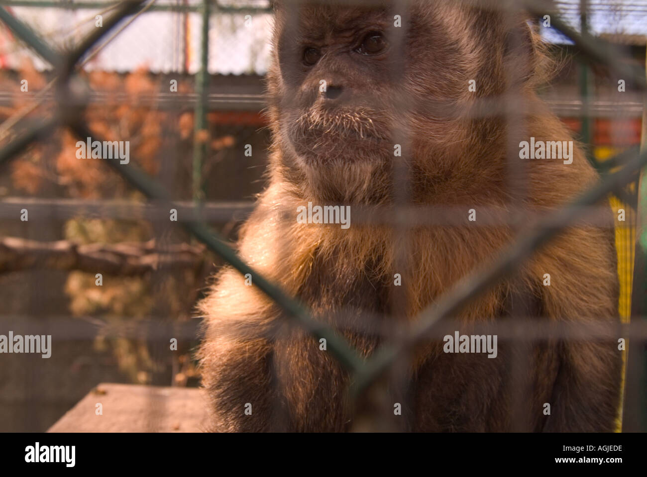 monkey in a zoo Stock Photo - Alamy
