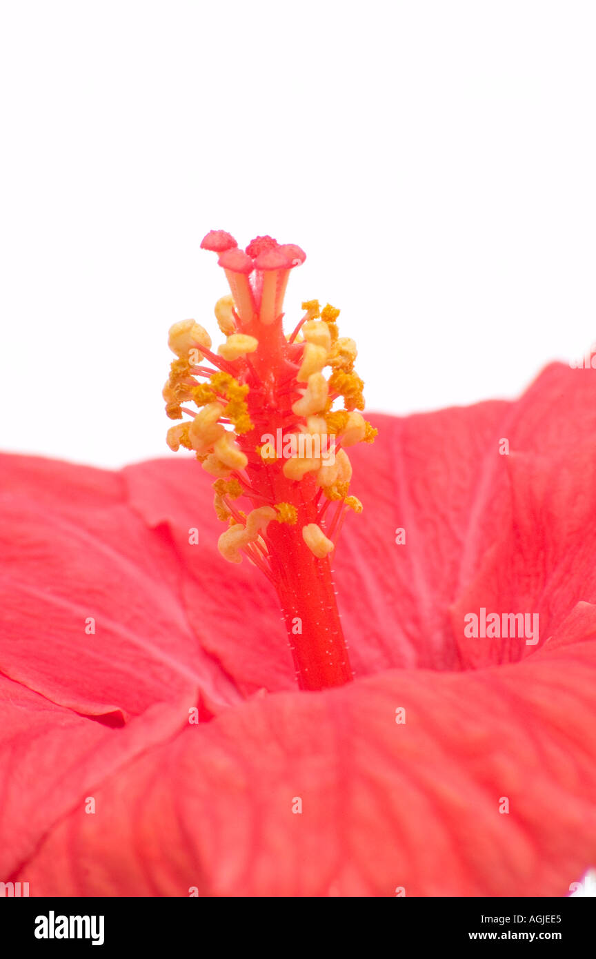 Hibiskus gelb hi-res stock photography and images - Alamy