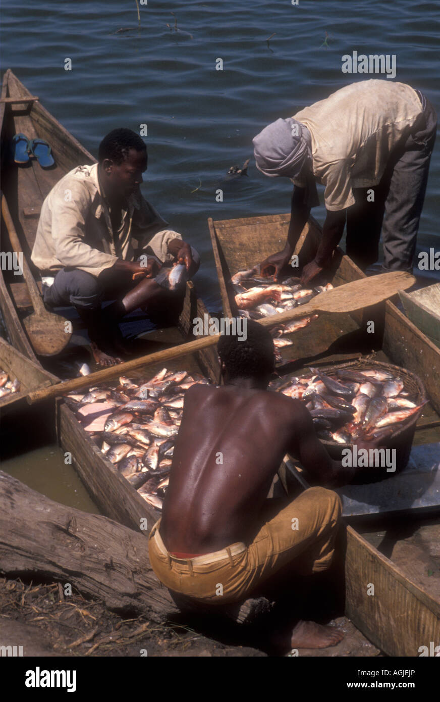 Fish catch at lake Mburu, Uganda, Africa Stock Photo - Alamy
