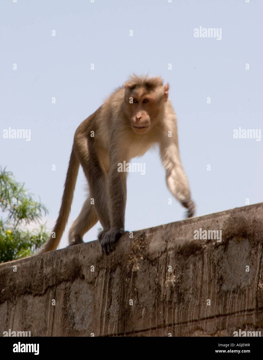 A monkey runs along a wall near Chamundeswari Temple on Chamundi hill ...