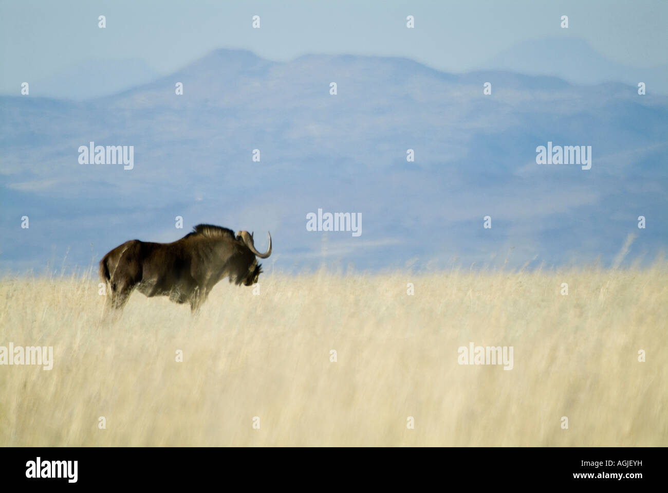 Black wildebeeste hi-res stock photography and images - Alamy