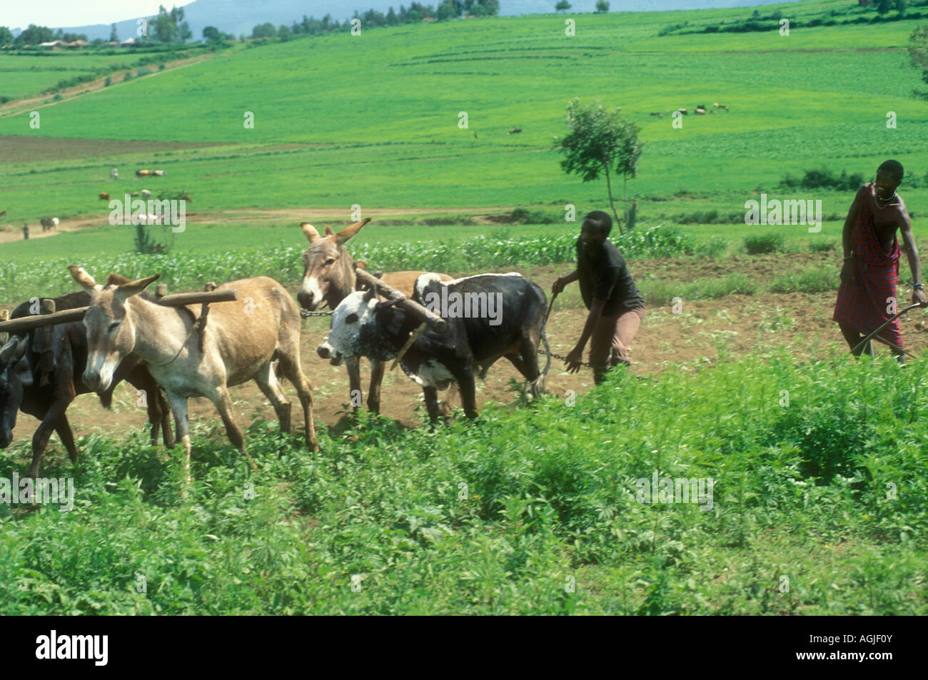 Masai cattle farmers hi-res stock photography and images - Alamy