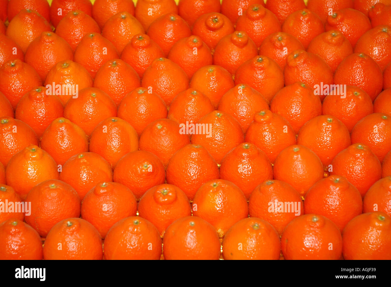 Tangelo Citrus paradisi Å Citrus reticulata on display Agricultural ...