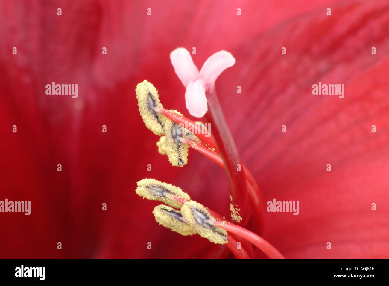 Amaryllis detail of the stamen and the stigma with the style Stock ...
