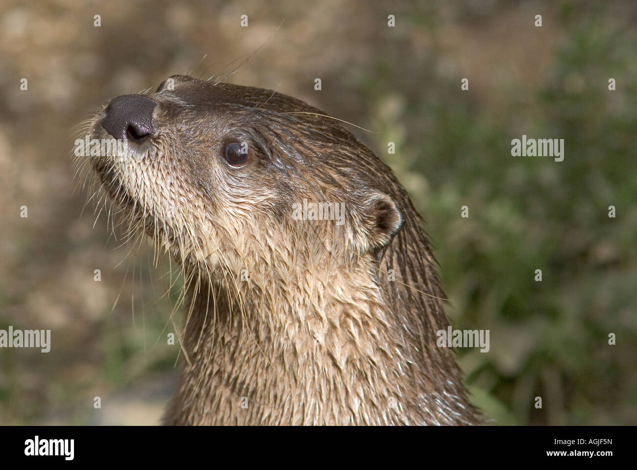 A portrait of an otter against a natural blurred background Stock Photo ...