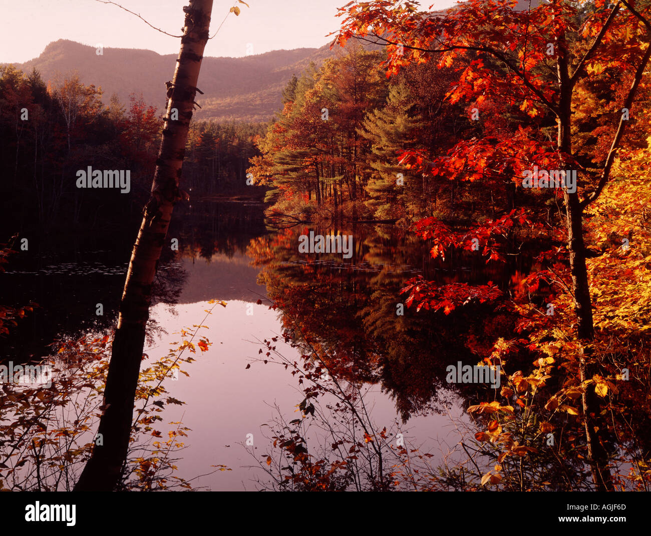 Red eagle pond hi-res stock photography and images - Alamy
