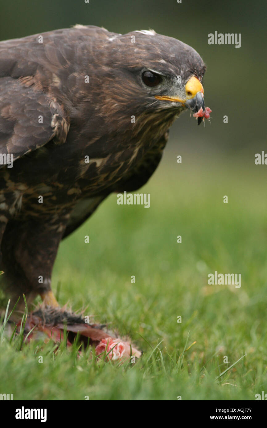 Common Buzzard Feeding On A dead Rabbit (Buteo buteo), UK Stock Photo ...