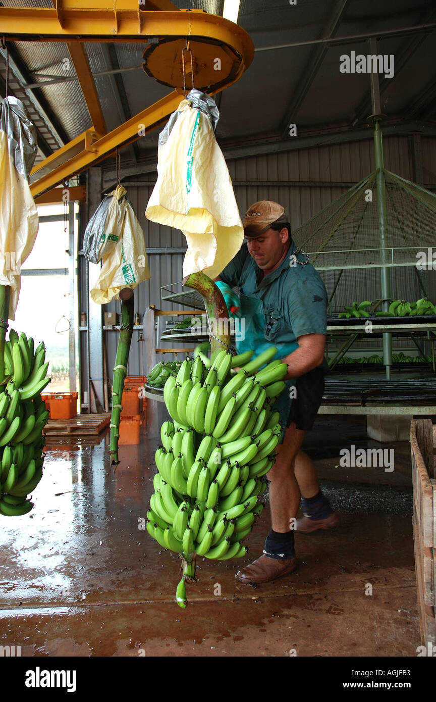 banana packing and processing far north queensland dsc 0019 Stock Photo ...