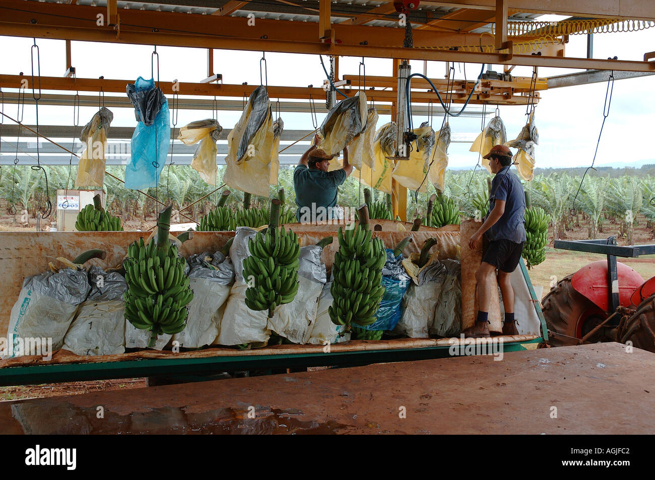 Banana packing shed Atherton Cairns tablelands far north Queensland ...
