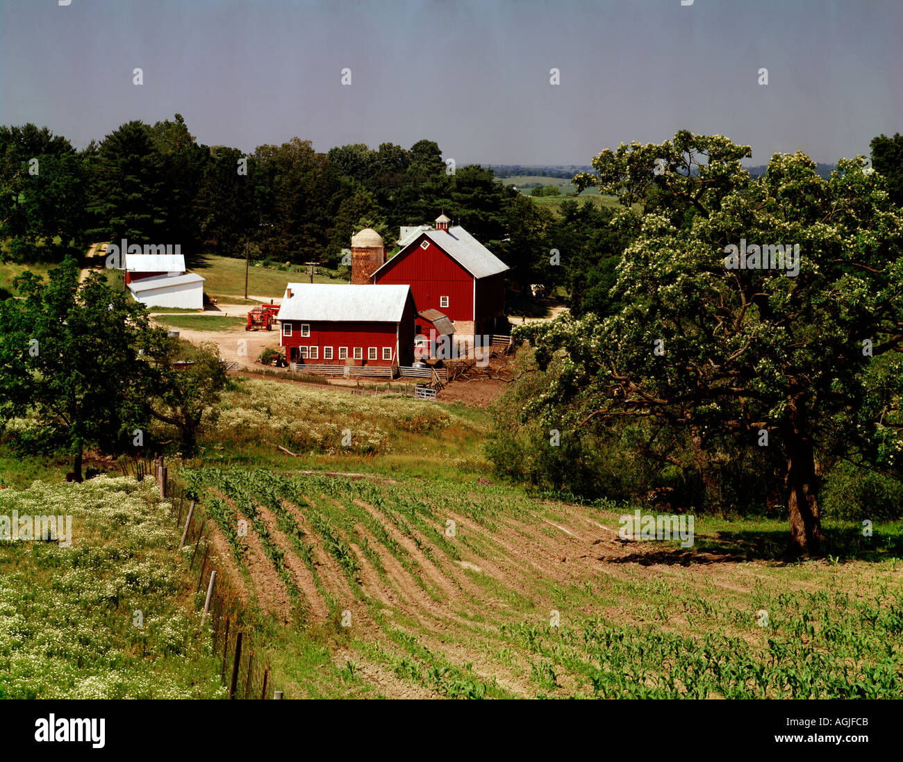 Farm in Eastern Iowa showing red barn and silo surrounded by trees and ...
