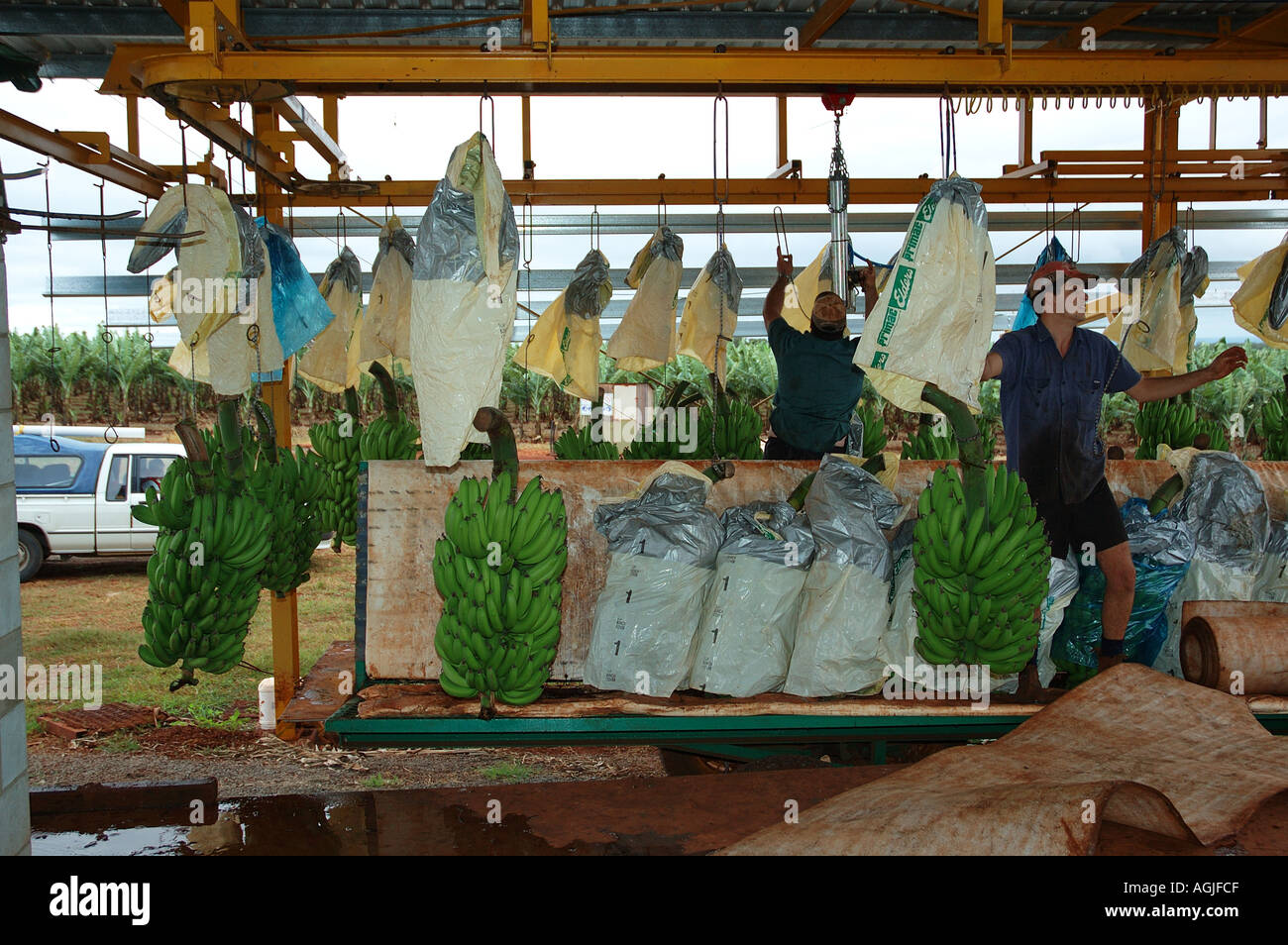 Banana packing shed Atherton Cairns tablelands far north Queensland ...