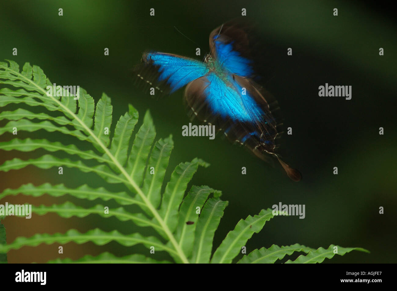 Ulysses Papilio ulysses Swallowtail lands on tourist Kuranda Butterfly ...