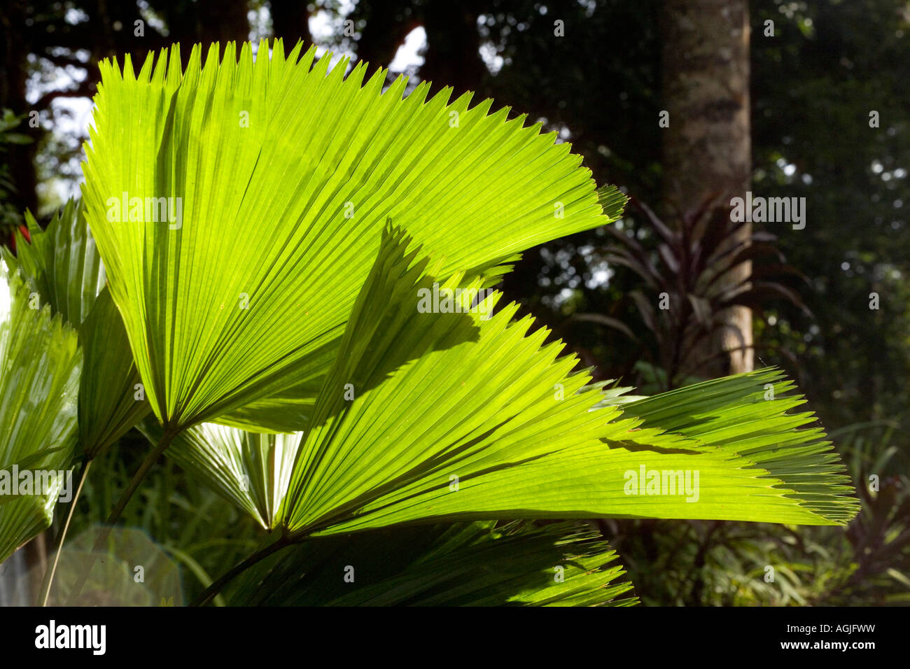 Anahaw Leaf Coloring Pages