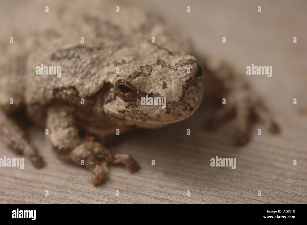Scaly frog hi-res stock photography and images - Alamy