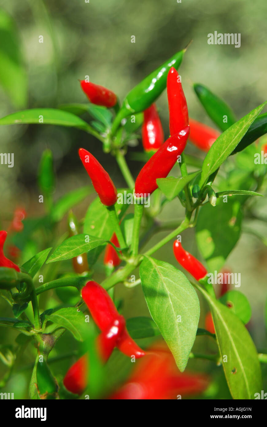 Birds eye chillies growing on a bush in the UK Stock Photo - Alamy