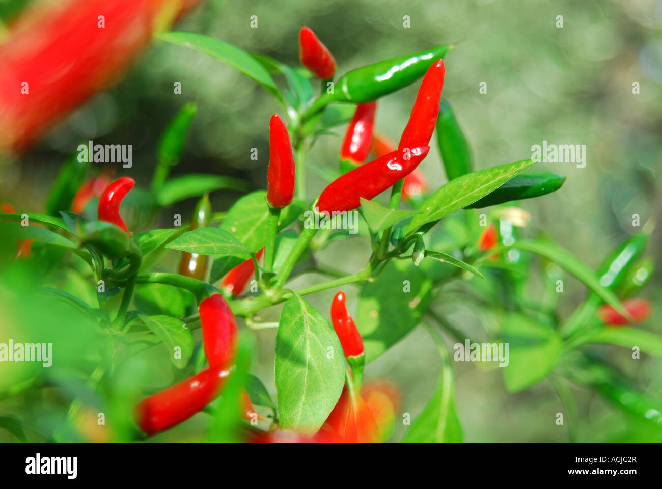 Birds eye chilli plant hi-res stock photography and images - Alamy