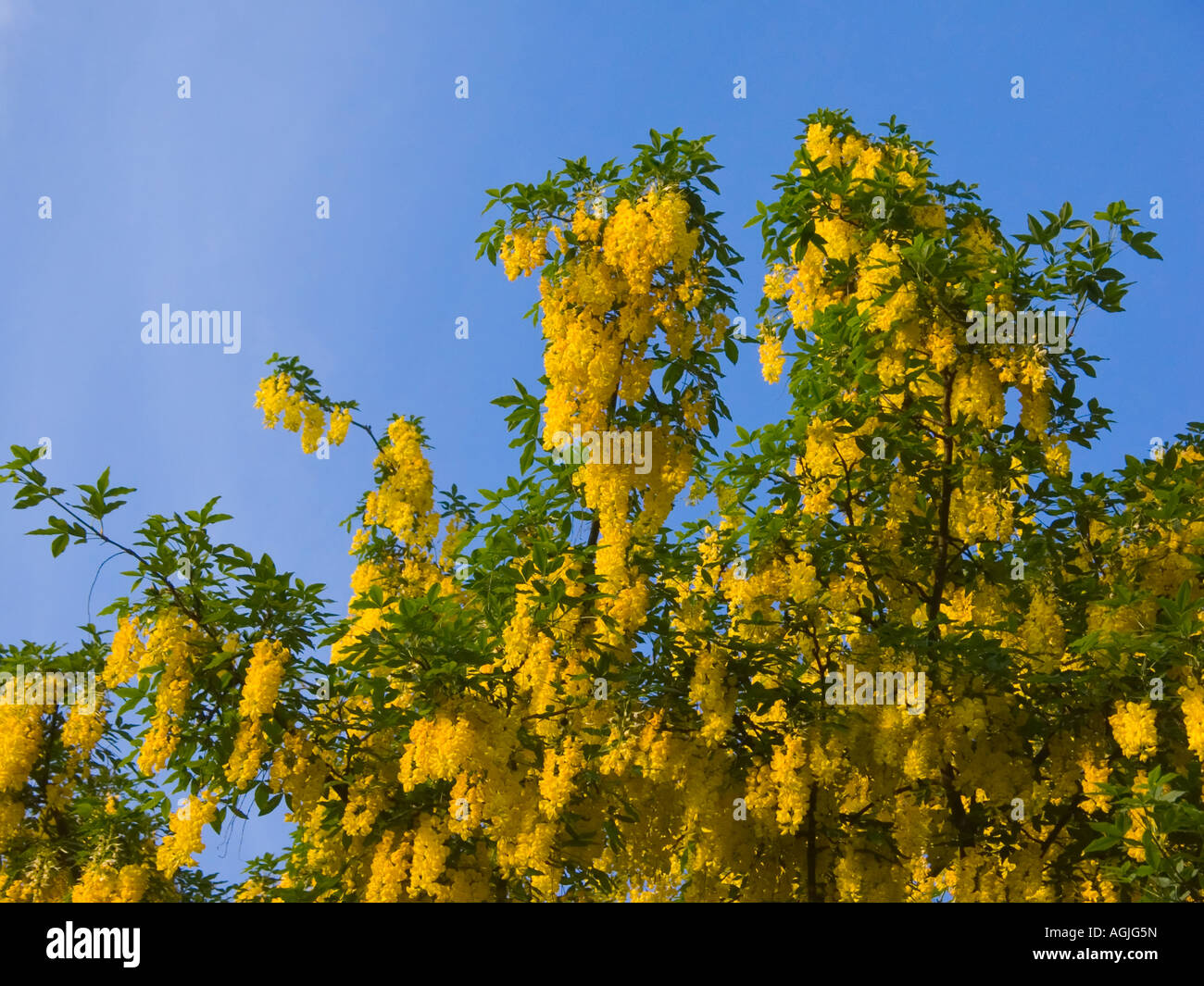 Golden shower trees hi-res stock photography and images - Alamy