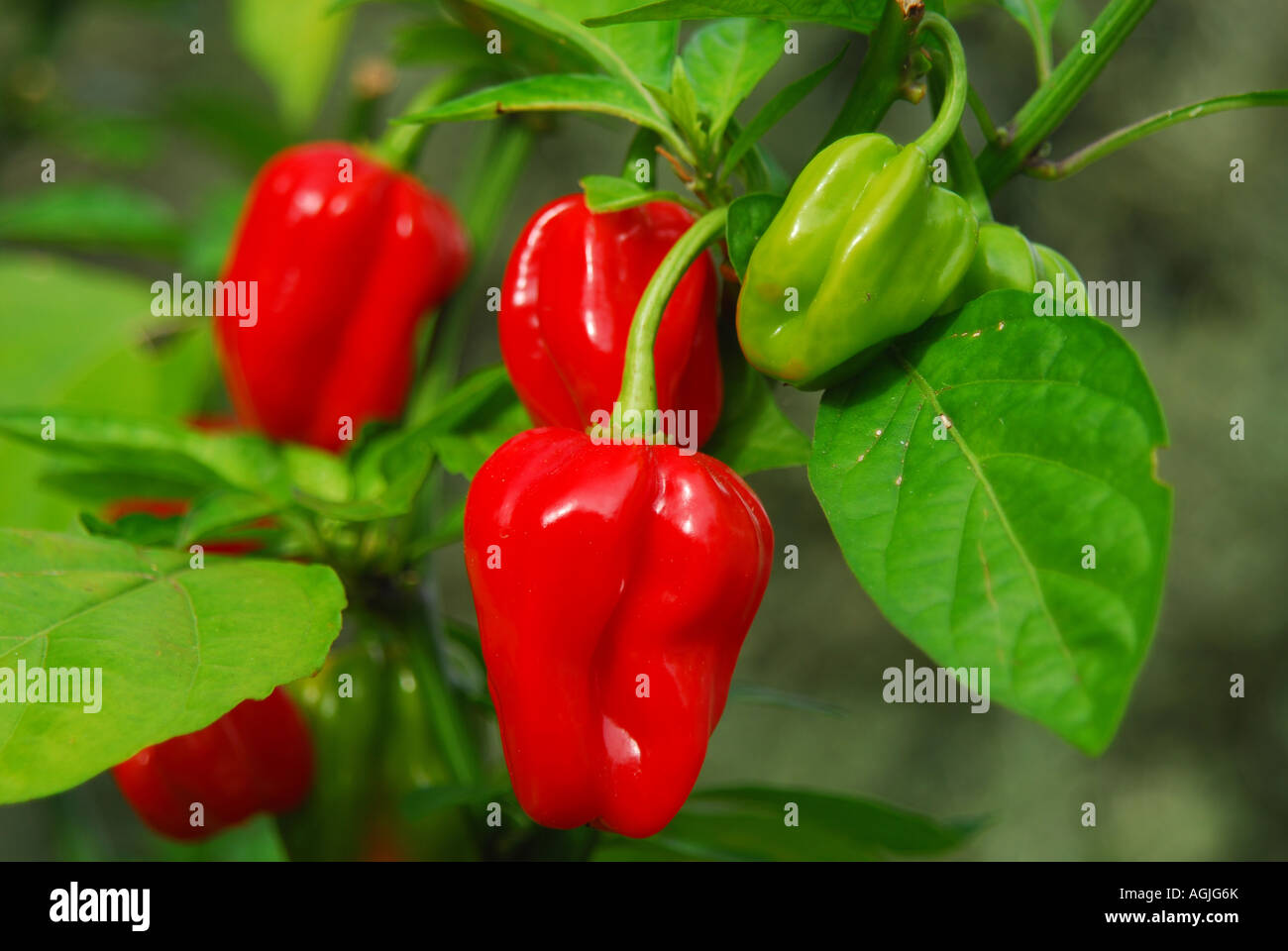 Capsicum Chinensis High Resolution Stock Photography and Images - Alamy